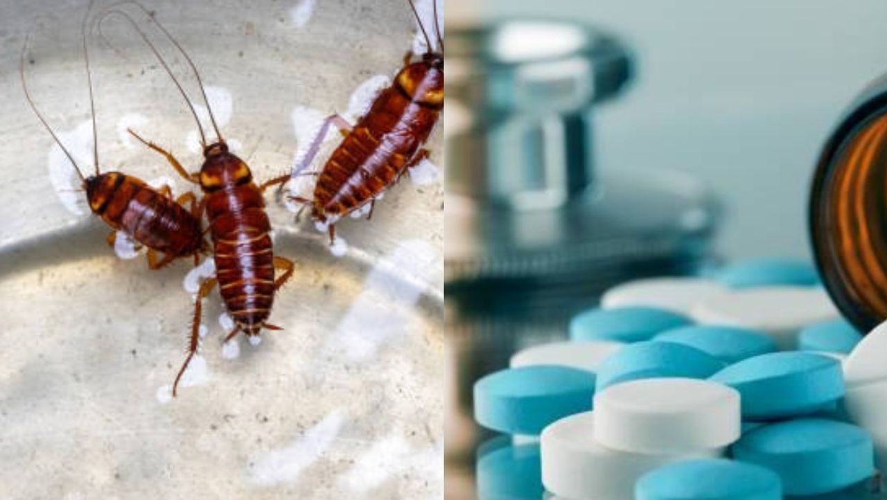 Natural cockroach and lizard repellent uses expired medication and ...