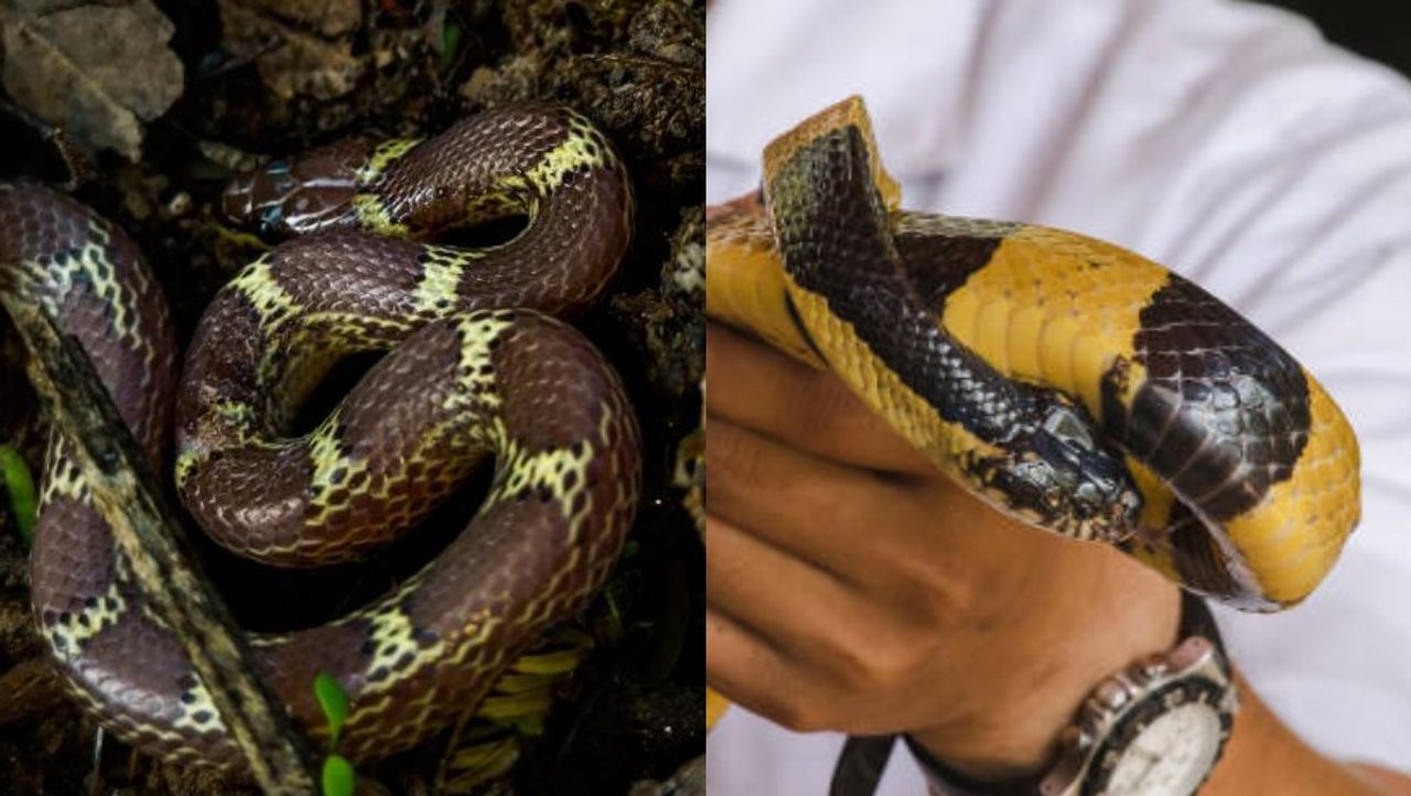 Distinguishing between the non-venomous Indian wolf snake and the ...