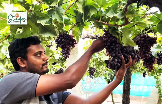 grape farmer