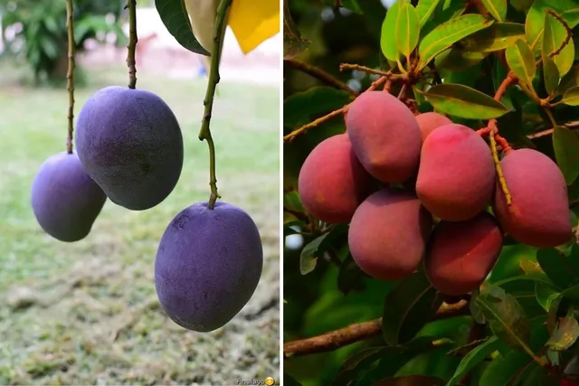 purple mango