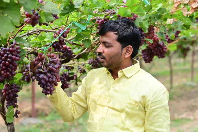 grape farmer