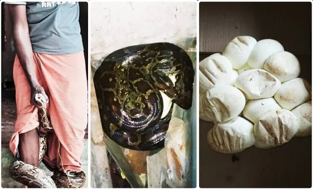 python snake malayalam