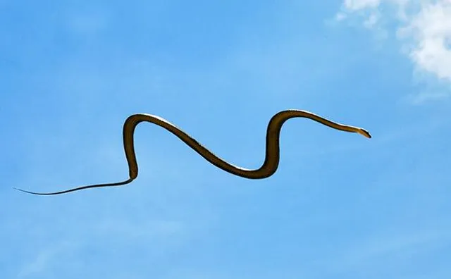 winged cobra