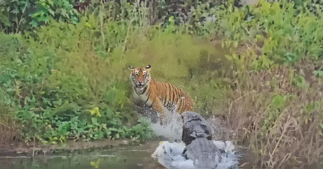 tiger v crocodile