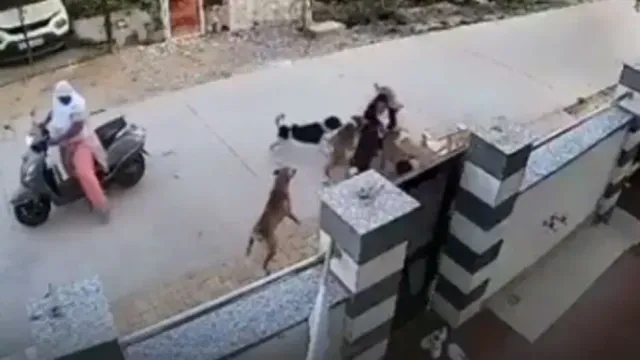 stray dogs attack
