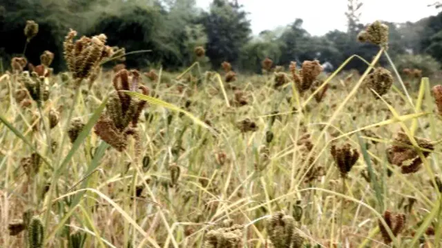 ragi crop