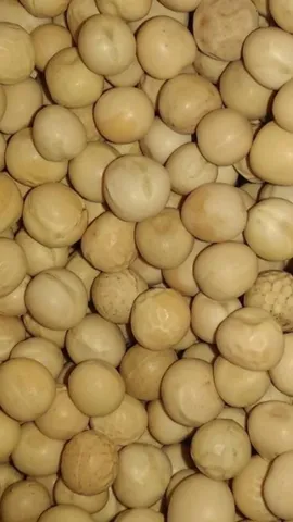 Digvijay Diwas 2024 Date: Digvijay Diwas Theme, History, Importance ...